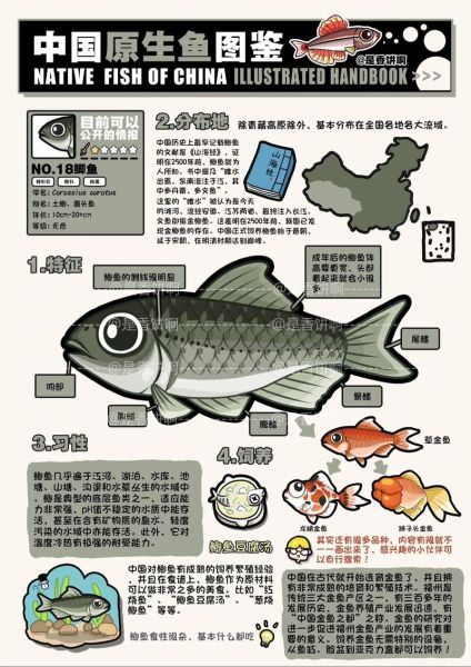 鲫鱼图片大全哪里找_鲫鱼品种如何区分-第2张图片-山城妙识 鲫鱼图片大全哪里找_鲫鱼品种如何区分-第2张图片-山城妙识