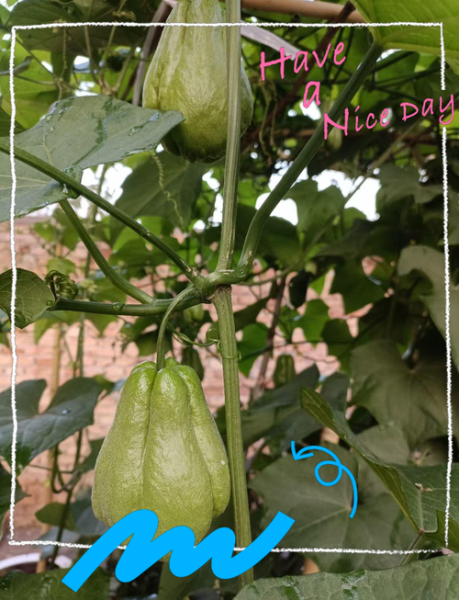 佛手瓜几月份开花结果_佛手瓜开花到结果要多久-第2张图片-山城妙识
