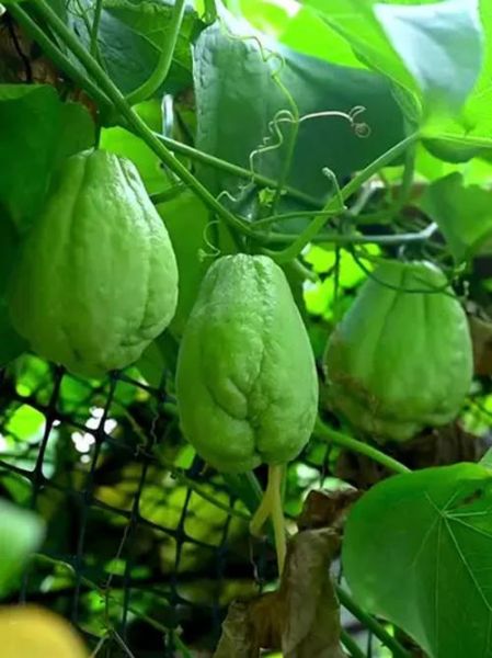 佛手瓜几月份开花结果_佛手瓜开花到结果要多久-第3张图片-山城妙识