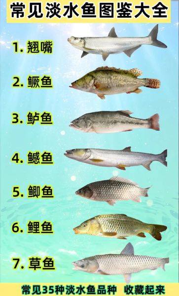 淡水鱼种类有哪些_海水鱼常见品种-第1张图片-山城妙识