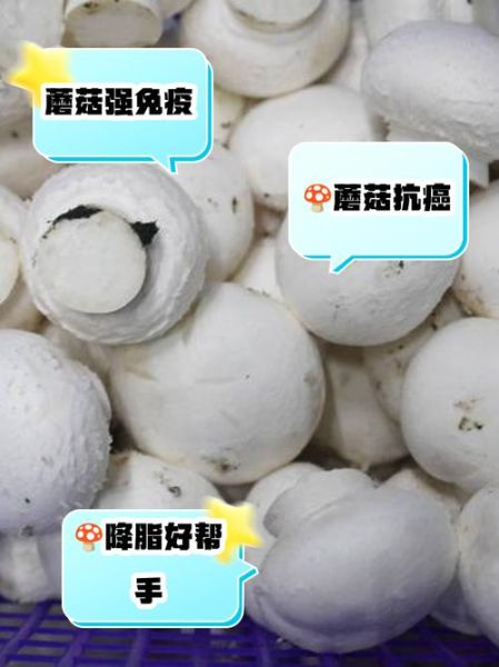什么蘑菇最有营养价值_哪种蘑菇蛋白质最高-第2张图片-山城妙识