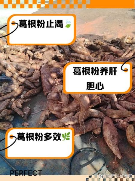 长期喝葛根粉的好处_葛根粉能天天吃吗-第1张图片-山城妙识