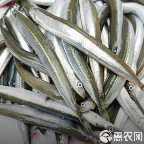 面条鱼多少钱一斤_面条鱼价格受哪些因素影响-第3张图片-山城妙识