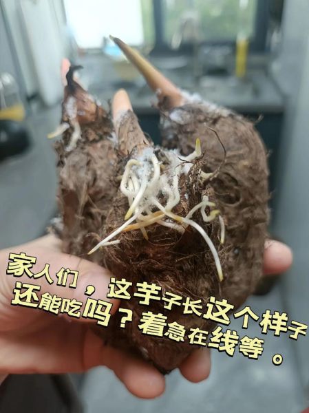 芋头发霉了还能吃吗_芋头发霉了怎么处理-第1张图片-山城妙识