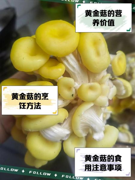 黄金菇的功效与作用_黄金菇怎么吃效果最好-第1张图片-山城妙识
