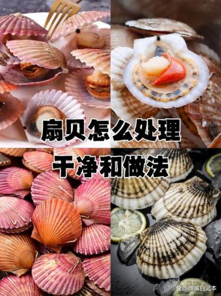 扇贝怎么吃_新鲜扇贝处理方法-第1张图片-山城妙识