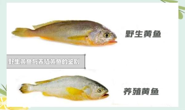 野生大黄鱼多少钱一斤_野生大黄鱼价格为什么贵-第1张图片-山城妙识