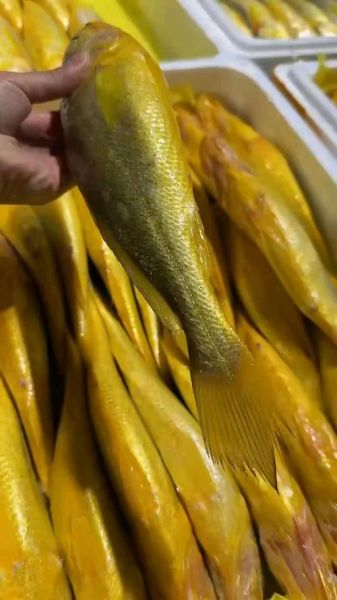 野生大黄鱼多少钱一斤_野生大黄鱼价格为什么贵-第3张图片-山城妙识