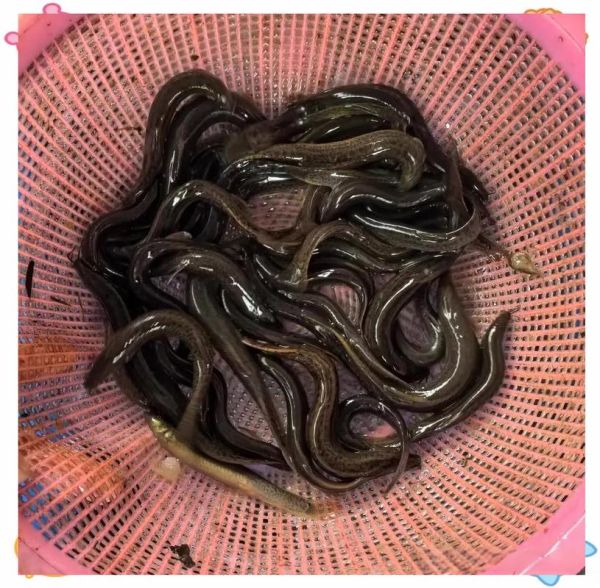 养泥鳅需要多少成本_泥鳅养殖利润怎么样-第3张图片-山城妙识