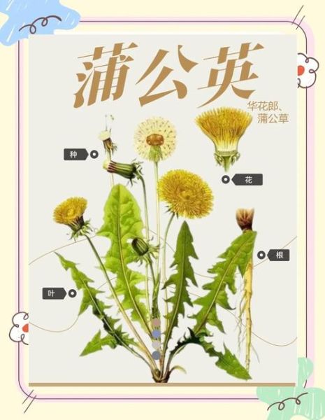 蒲公英茶可以天天喝吗_蒲公英茶的功效与作用-第1张图片-山城妙识