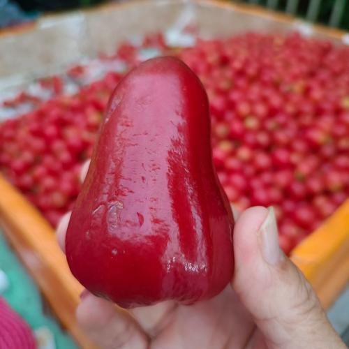 莲雾怎么吃才正确_莲雾的正确吃法视频-第2张图片-山城妙识
