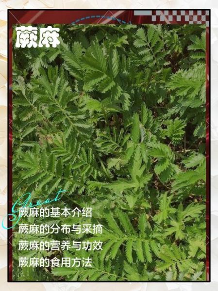蕨麻不适合什么人吃_哪些人不能吃蕨麻-第3张图片-山城妙识