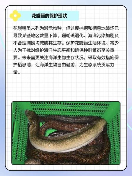 花鳗怎么养_花鳗和鳗鱼区别-第3张图片-山城妙识