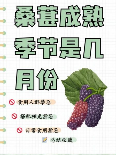桑葚吃多了有什么坏处_桑葚一天吃多少合适-第3张图片-山城妙识