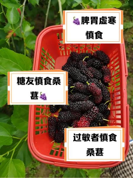 桑葚吃多了有什么坏处_桑葚一天吃多少合适-第2张图片-山城妙识