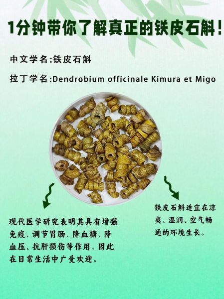 铁皮石斛的功效与作用及食用方法_怎么吃最有效-第1张图片-山城妙识