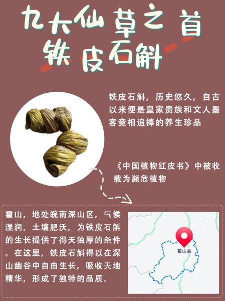 铁皮石斛的功效与作用及食用方法_怎么吃最有效-第3张图片-山城妙识