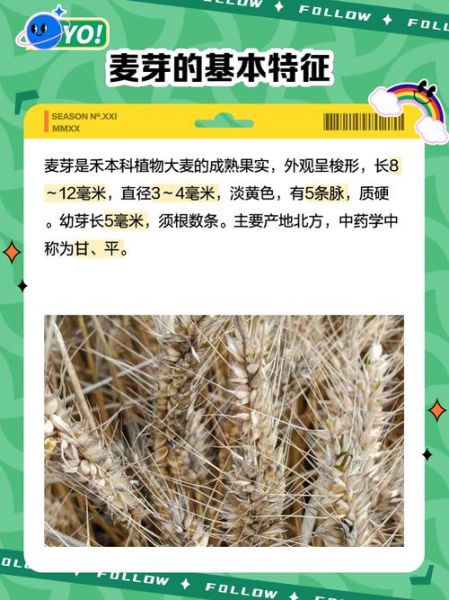 麦芽的功效与作用及食用方法_麦芽怎么吃最好-第2张图片-山城妙识