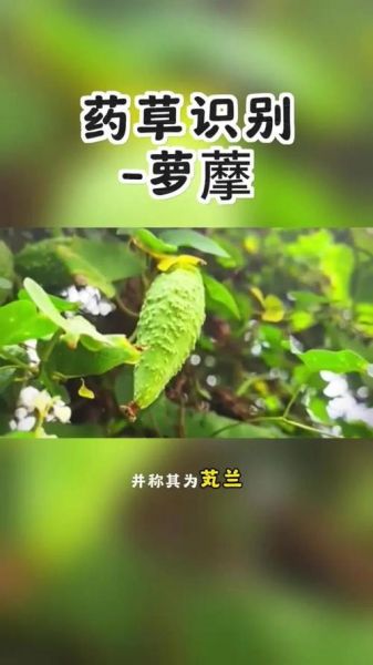 老鸹瓢怎么吃_老鸹瓢的功效与作用-第3张图片-山城妙识