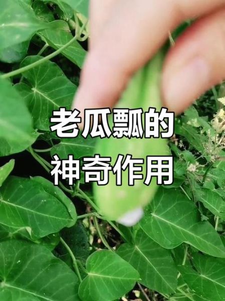 老鸹瓢怎么吃_老鸹瓢的功效与作用-第1张图片-山城妙识