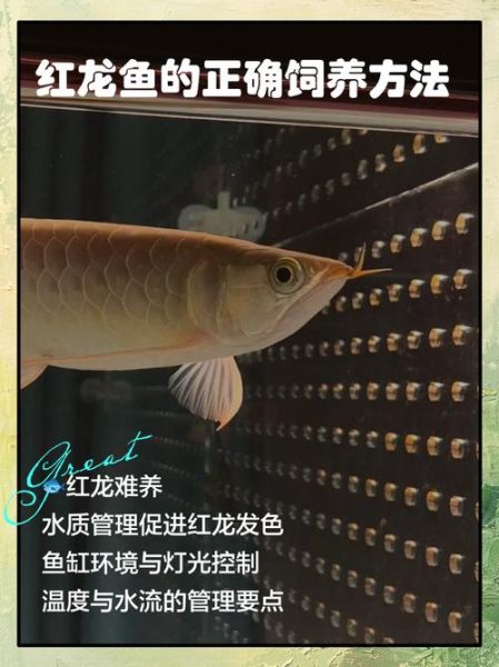 龙鱼怎么养_龙鱼喂养技巧-第1张图片-山城妙识