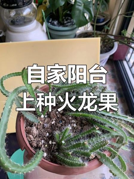 阳台火龙果怎么种_阳台火龙果多久结果-第1张图片-山城妙识