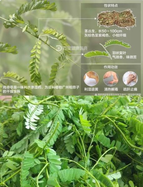 鸡骨草长什么样子_鸡骨草的功效与作用-第1张图片-山城妙识