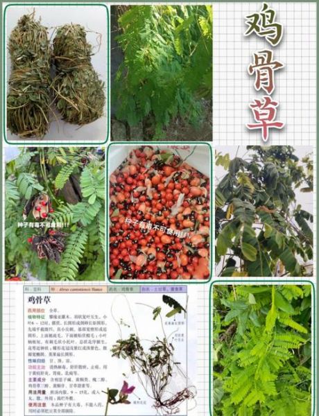 鸡骨草长什么样子_鸡骨草的功效与作用-第2张图片-山城妙识