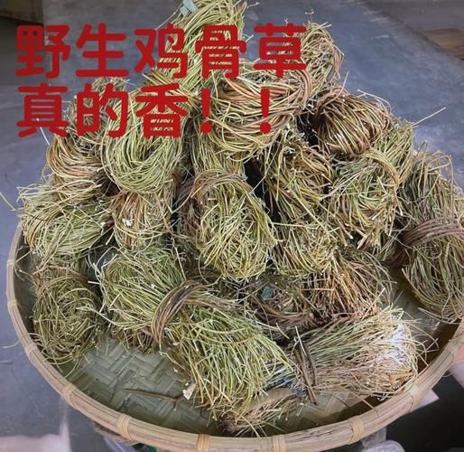 鸡骨草长什么样子_鸡骨草的功效与作用-第3张图片-山城妙识