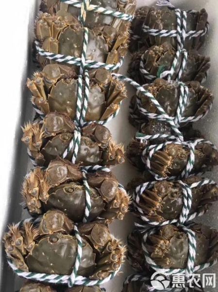 高邮大闸蟹什么时候上市_正宗高邮湖蟹几月开捕-第2张图片-山城妙识