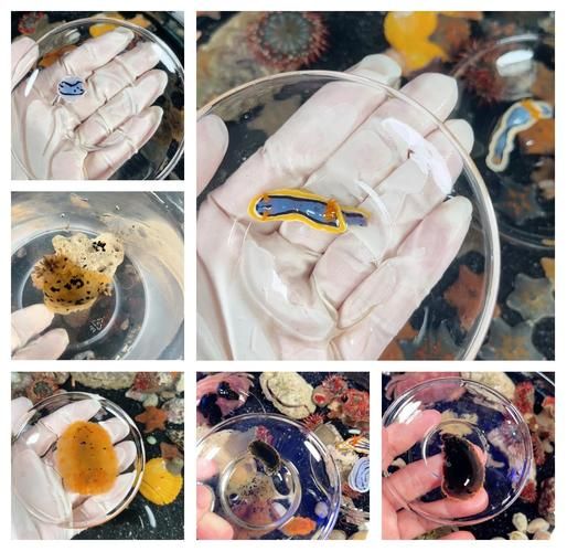 海兔怎么清洗_海兔清洗视频教程-第3张图片-山城妙识