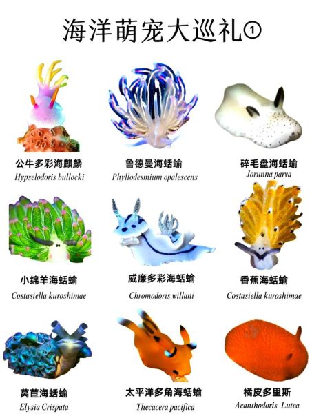海兔怎么清洗_海兔清洗视频教程-第2张图片-山城妙识
