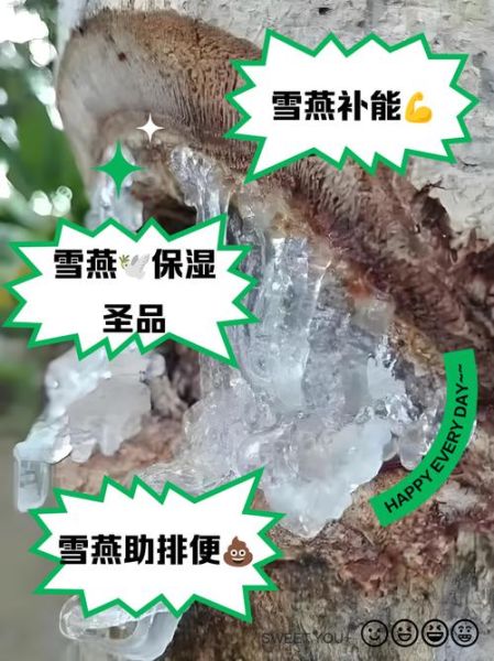 雪燕的功效与作用_雪燕怎么吃最好-第2张图片-山城妙识