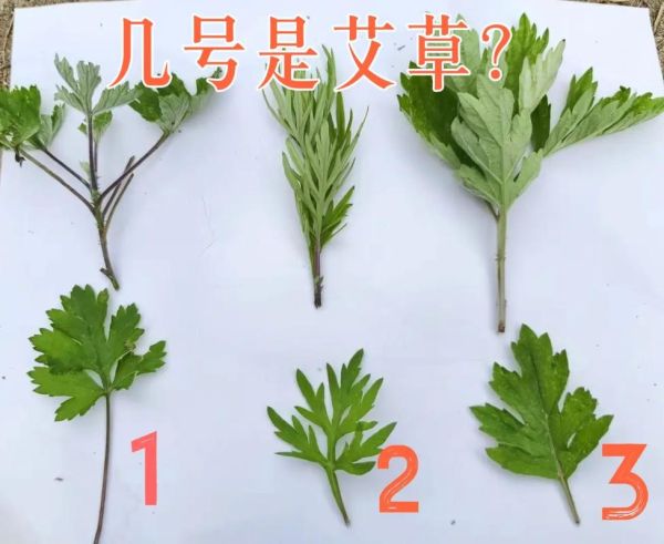 艾蒿和艾草一样吗_艾蒿与艾草的区别图片-第1张图片-山城妙识