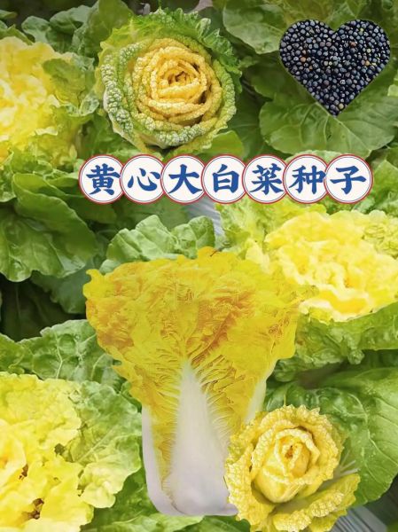 黄芽菜是什么菜_黄芽菜和白菜的区别-第2张图片-山城妙识