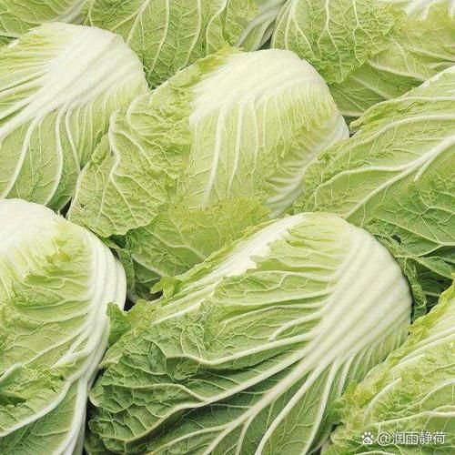 黄芽菜是什么菜_黄芽菜和白菜的区别-第1张图片-山城妙识
