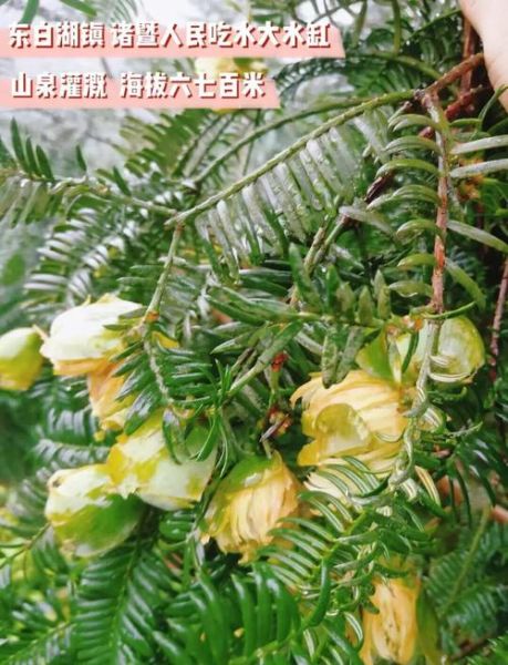 香榧子对血管有什么好处_怎么吃才能护血管-第3张图片-山城妙识