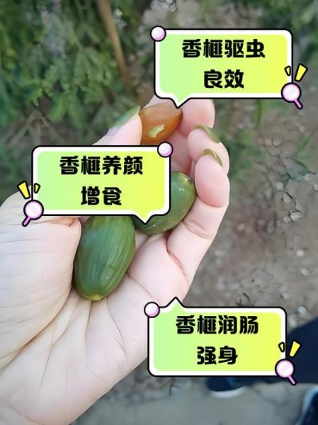 香榧子对血管有什么好处_怎么吃才能护血管-第1张图片-山城妙识