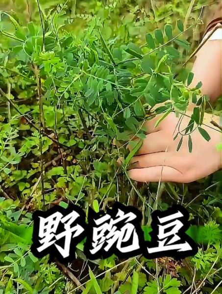 麻豌豆是什么_麻豌豆怎么吃-第3张图片-山城妙识