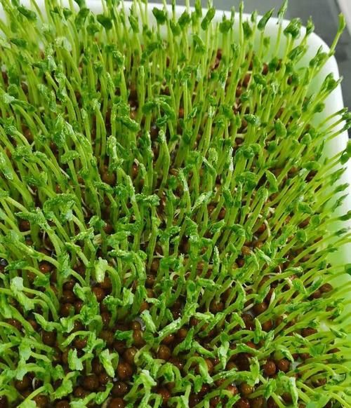 麻豌豆是什么_麻豌豆怎么吃-第1张图片-山城妙识