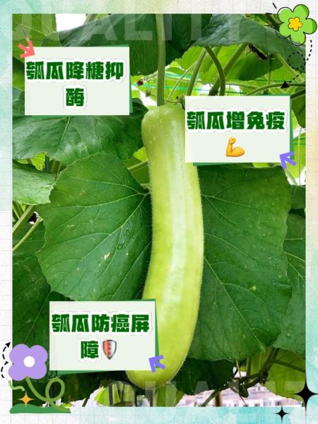 葫芦瓜的功效与作用_葫芦瓜怎么吃最营养-第3张图片-山城妙识