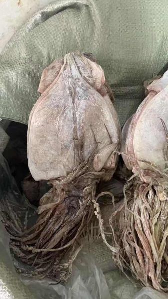 鱿鱼干热量高吗_减肥能吃吗-第3张图片-山城妙识