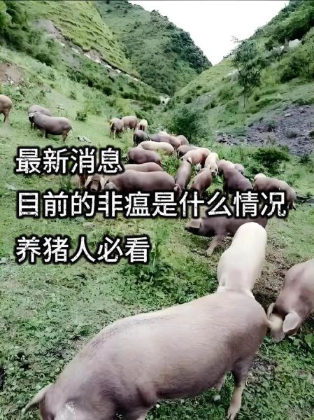 2020年猪瘟疫情最新消息_非洲猪瘟还能吃猪肉吗-第2张图片-山城妙识
