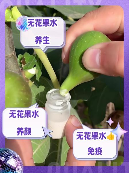 无花果汁液能直接涂脸吗_无花果汁液的作用与功效-第1张图片-山城妙识