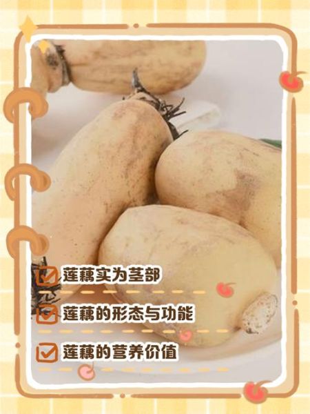 藕的图片大全_藕的品种与做法图解-第2张图片-山城妙识