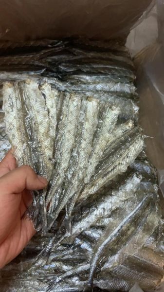 马步鱼多少钱一斤_马步鱼价格行情-第1张图片-山城妙识