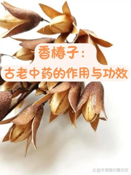 香椿果实的功效与作用_怎么吃效果最好-第2张图片-山城妙识 香椿果实的功效与作用_怎么吃效果最好-第2张图片-山城妙识