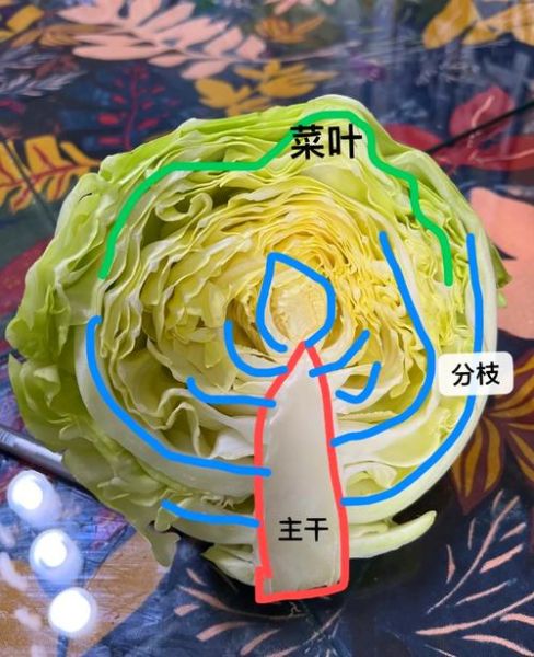 卷心菜长什么样_卷心菜图片特征解析-第1张图片-山城妙识 卷心菜长什么样_卷心菜图片特征解析-第1张图片-山城妙识