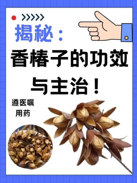 香椿果实的功效与作用_怎么吃效果最好-第1张图片-山城妙识 香椿果实的功效与作用_怎么吃效果最好-第1张图片-山城妙识