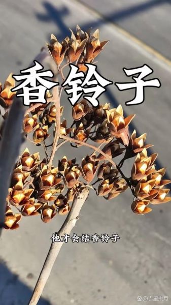 香椿果实的功效与作用_怎么吃效果最好-第3张图片-山城妙识 香椿果实的功效与作用_怎么吃效果最好-第3张图片-山城妙识